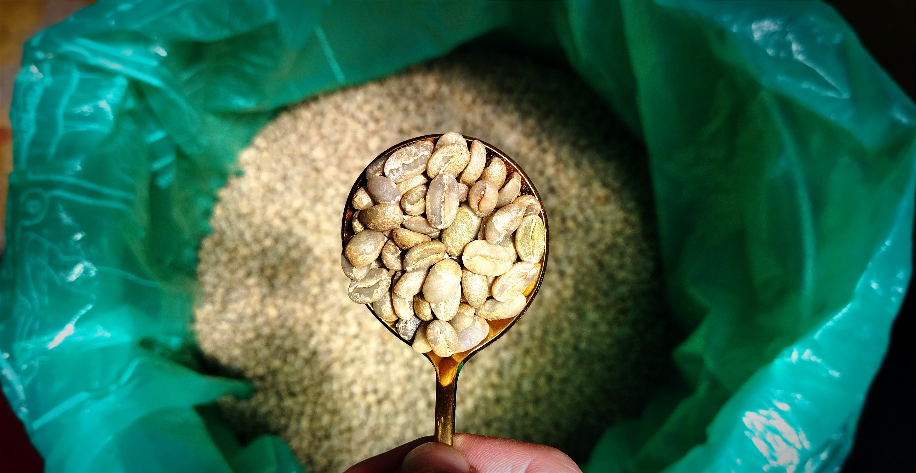 ¿Qué es el café Wush Wush? – Lúdico Tostaduría